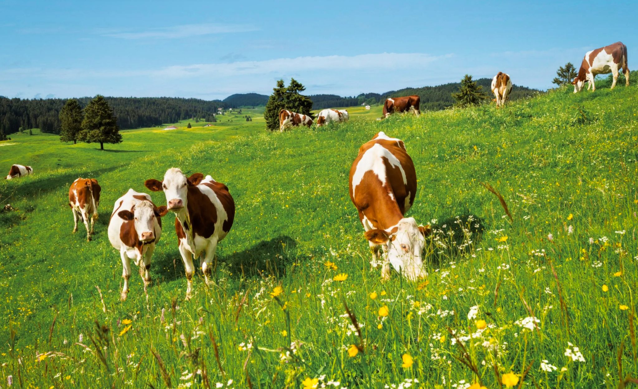 Portrait d'un grand fromage - Comté